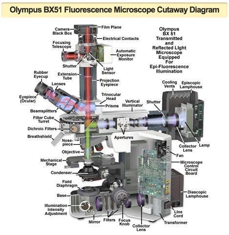 Olympus BX51 Operator's Manual | PDF | MedWrench